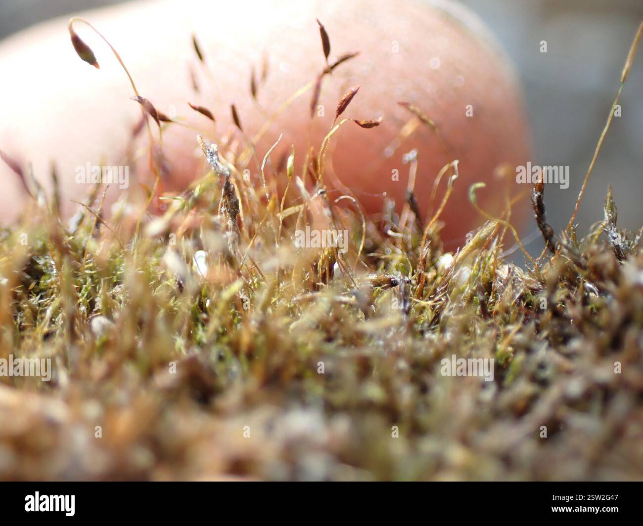 Silvergreen Bryum Moss (Bryum lanatum), Plantae, Yukon, Canada, Yukon ...