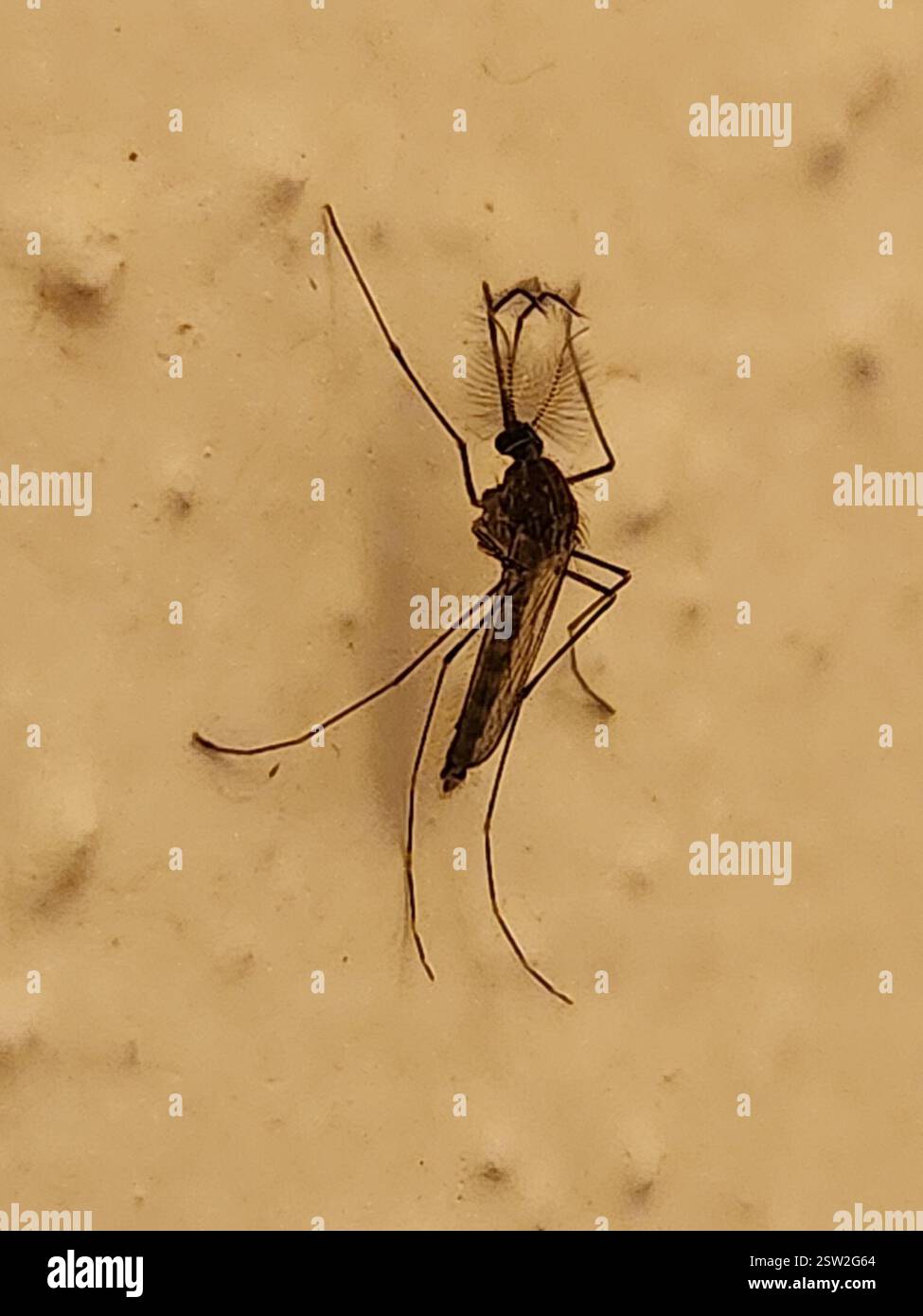 Western Encephalitis Mosquito (Culex tarsalis), Insecta, Idyllwild-Pine ...