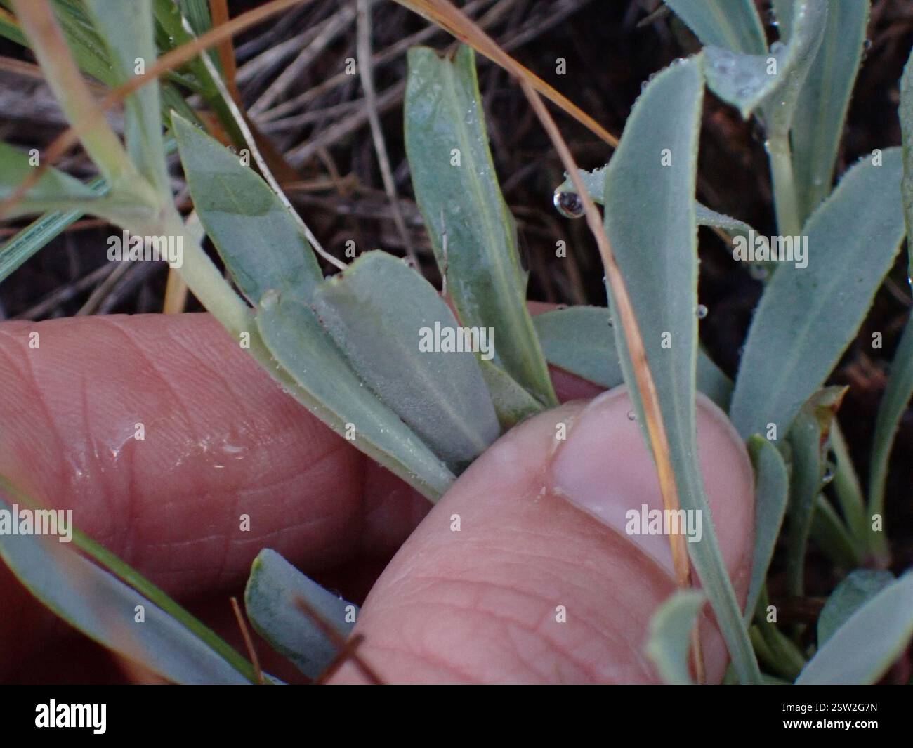 Wax-leaf Beardtongue (Penstemon nitidus), Plantae, Mankota No. 45, SK ...