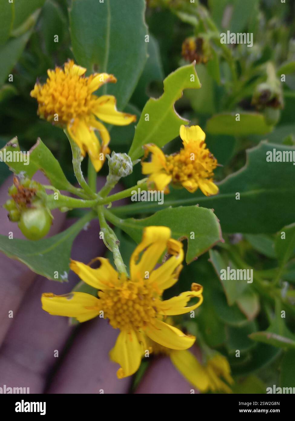 Bietou (Osteospermum moniliferum), Plantae, Mitchells Plain, Cape Town ...