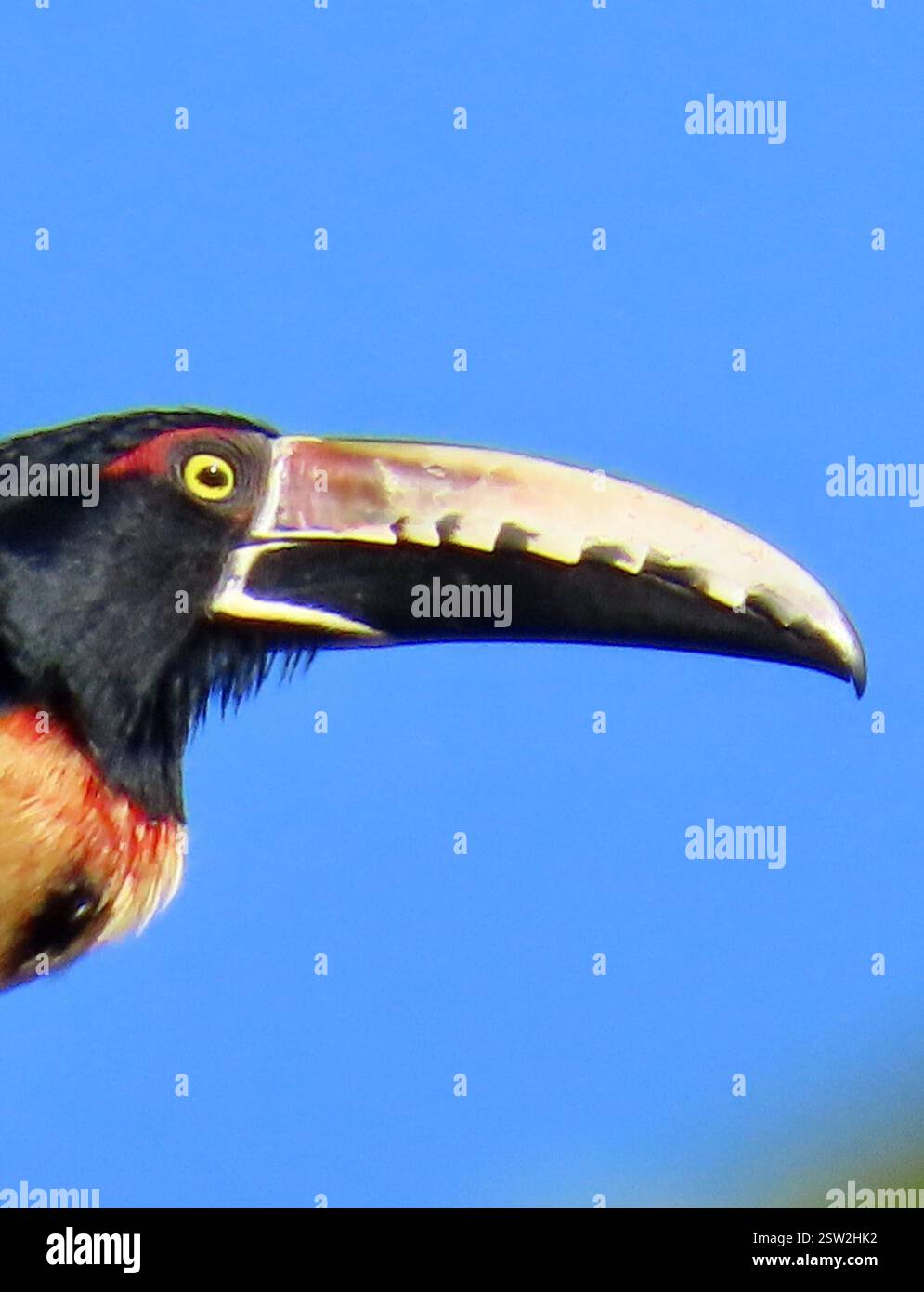 Collared Aracari (Pteroglossus torquatus), Aves, Panama, Aracari ...