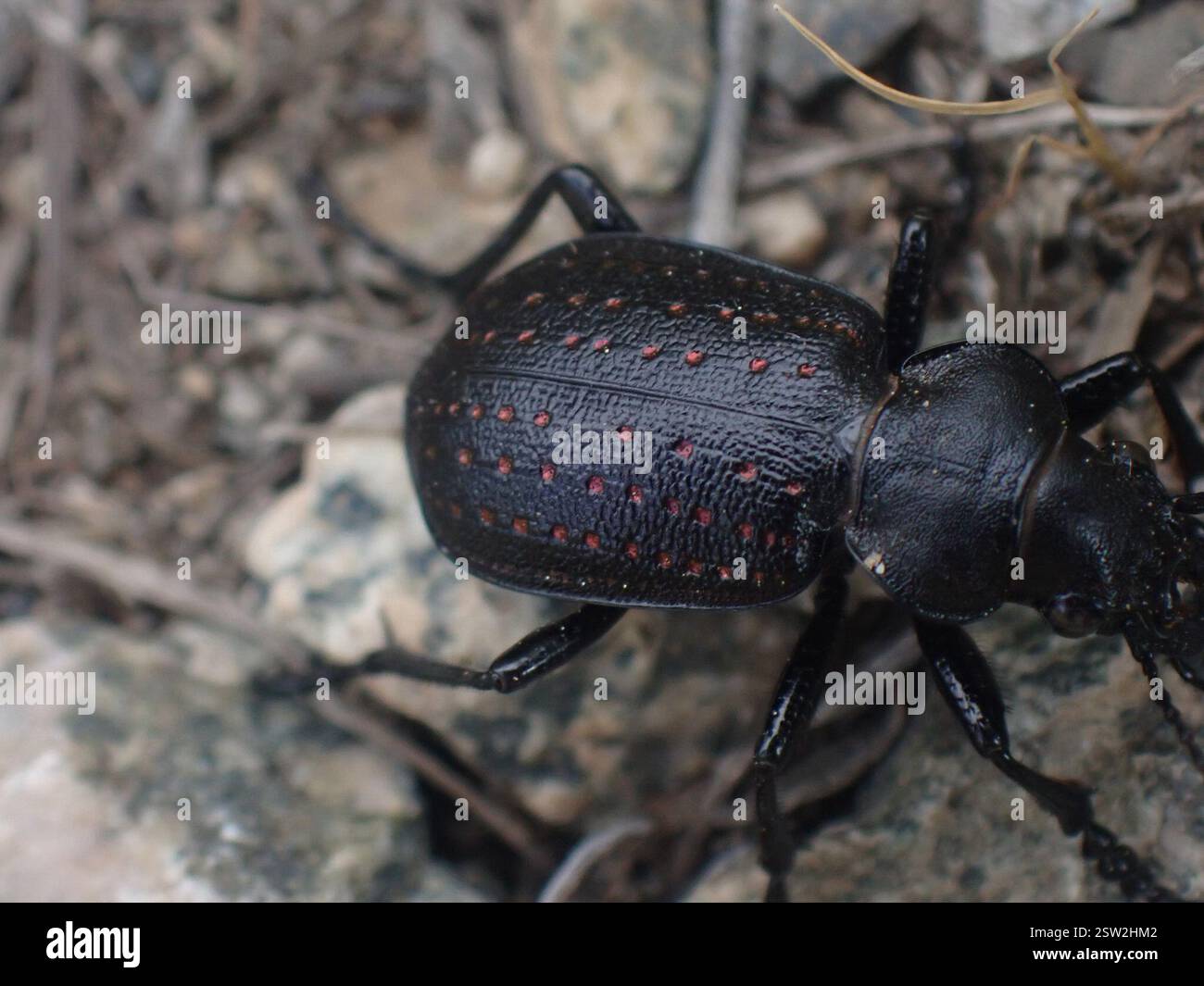 Tepidum hi-res stock photography and images - Alamy