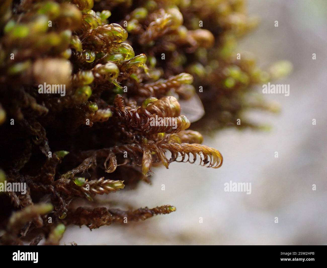 (Scorpidium), Plantae, Yukon, Canada Stock Photo - Alamy