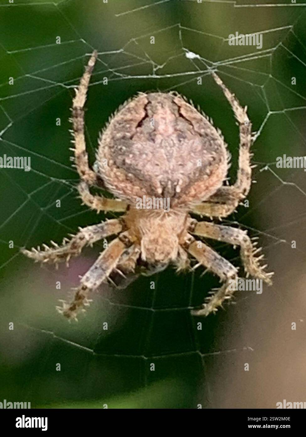 Common Hairy Field Spider (Neoscona subfusca), Arachnida, Gorucu Sk ...