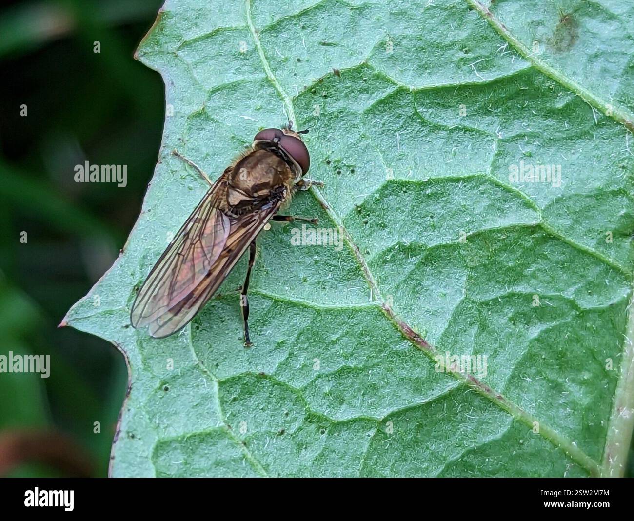 Typical Hover Flies (Syrphinae), Insecta, Lislorkan North, Co. Clare ...