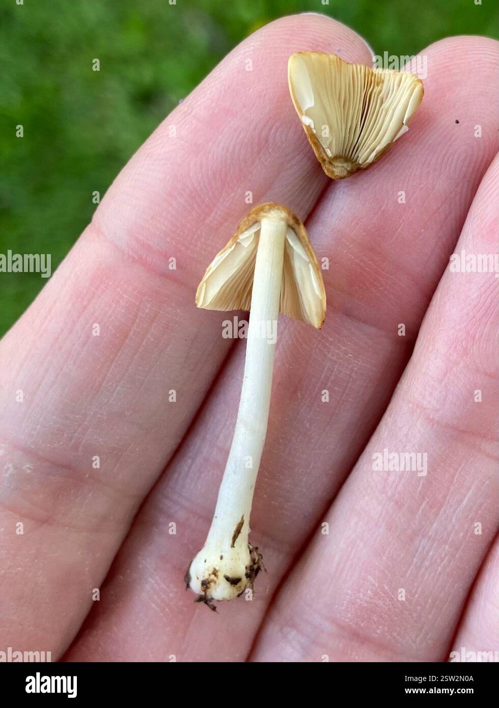 milky conecap (Conocybe apala), Fungi, Hannum Dr, Los Angeles, CA, US ...