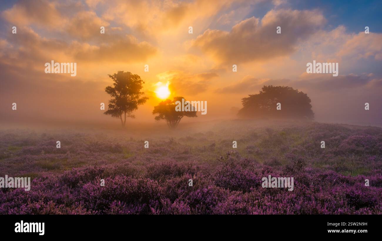 Golden sunlight pierces through mist hi-res stock photography and ...