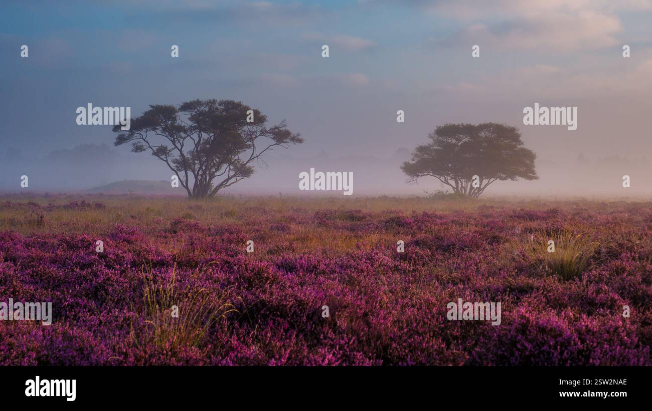Soft morning light bathes vibrant heather fields in purple hues, while ...