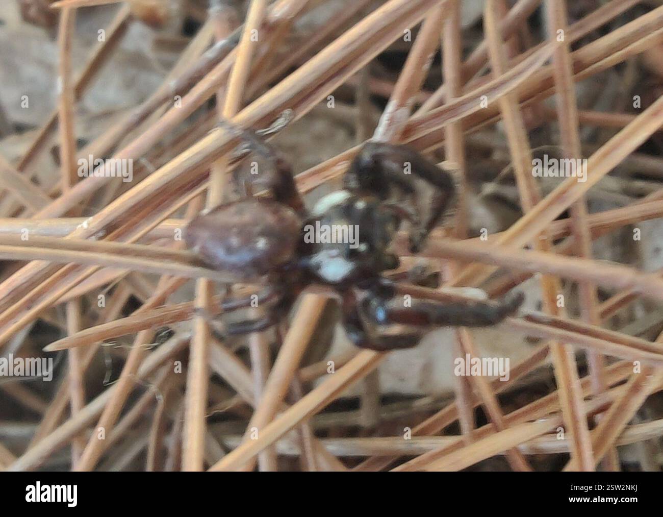 Mediterranean white-banded spider (Evarcha jucunda), Arachnida ...
