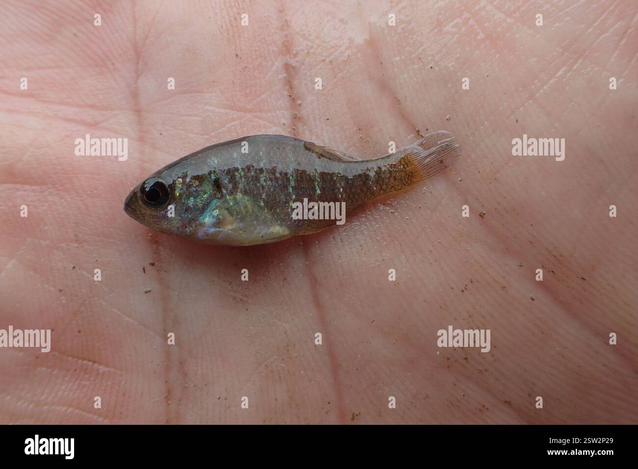 Northern Sunfish (Lepomis peltastes), Actinopterygii, Kenora District ...