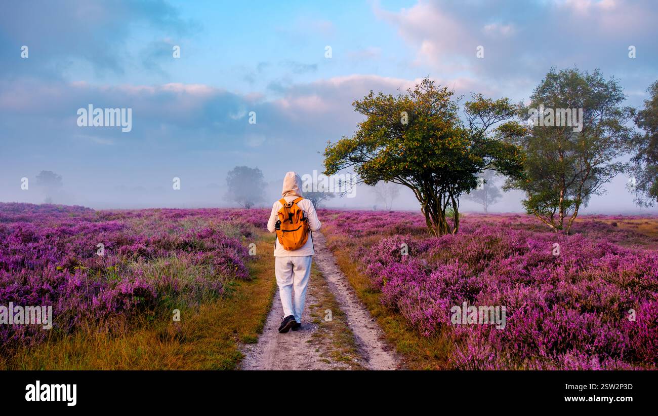 A solitary figure strolls through the enchanting blooming heather ...