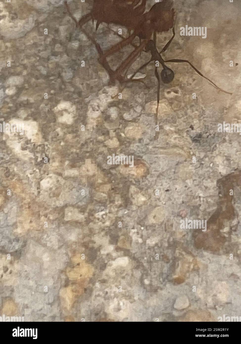 Big-headed Ants (Pheidole), Insecta, Isla Cozumel, Cozumel, Quintana ...