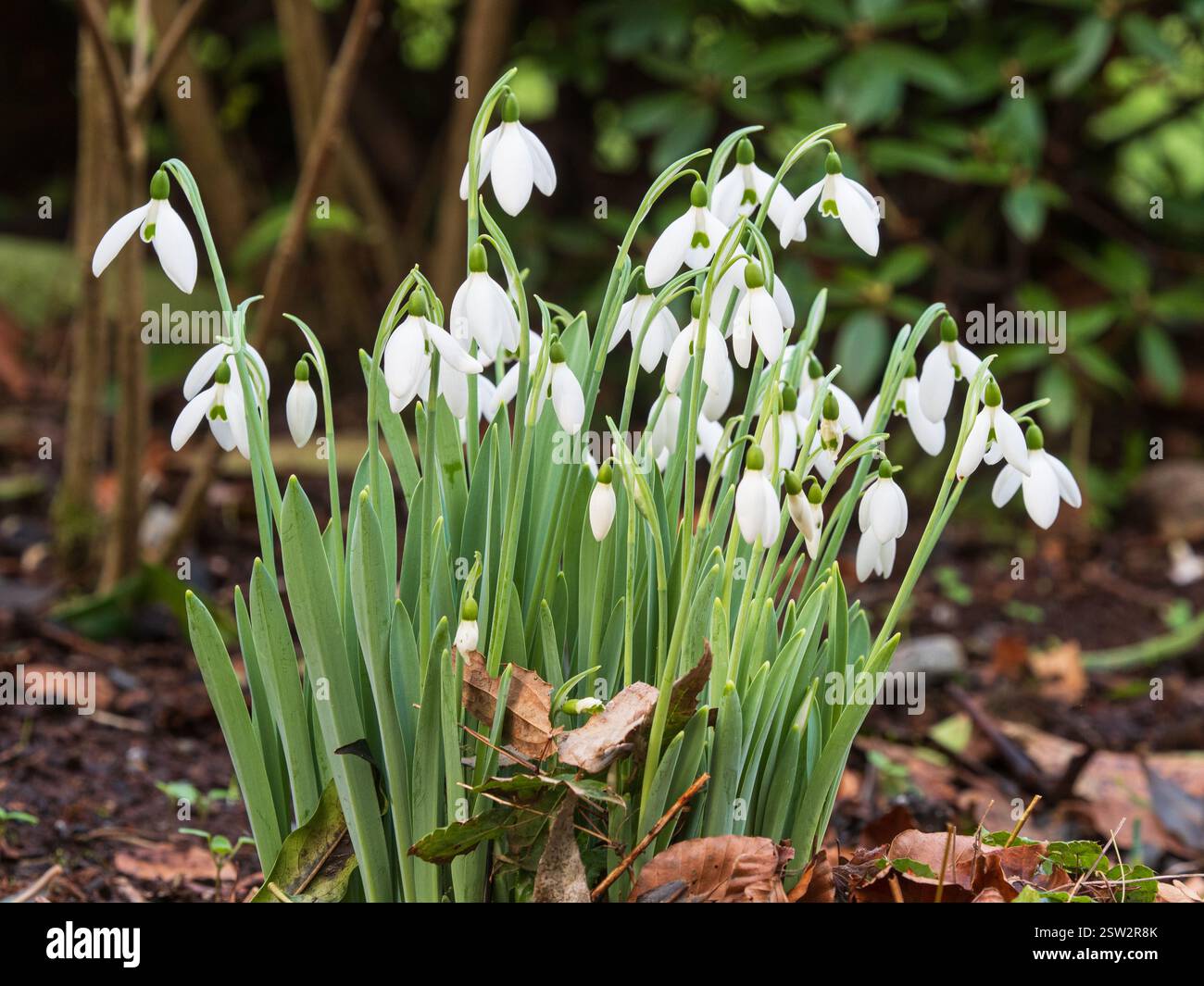 January flowering clump of the glaucous leaved hardy giant snowdrop ...