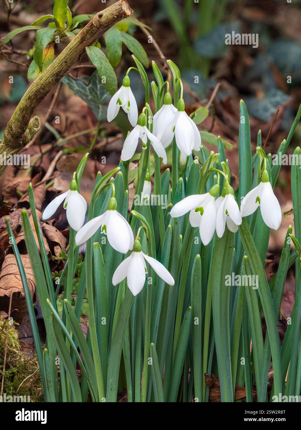 Mid January flowers of the hardy giant snowdrop, Galanthus elwesii ...