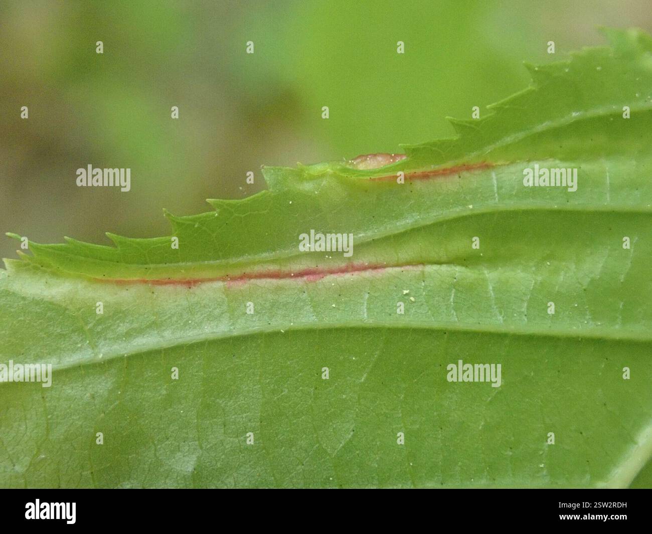 Hornbeam leaf gall midge (Dasineura pudibunda), Insecta, Wilbraham, MA ...