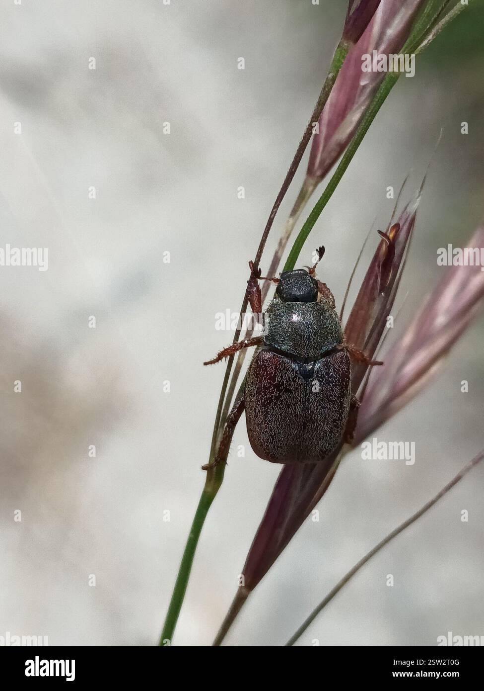 Welsh Chafer (Hoplia philanthus), Insecta, Cambridgeshire, UK Stock ...