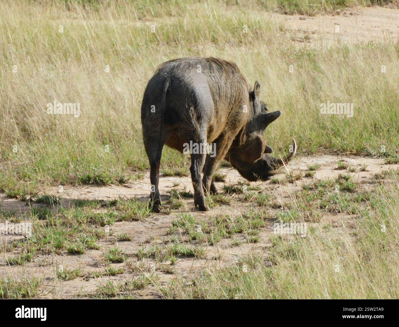 Southern Warthog (Phacochoerus africanus sundevallii), Mammalia ...