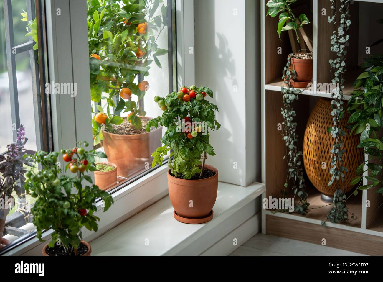 Homegrown small bush of balcony cherry red tomato in clay pots growing on windowsill at home ...