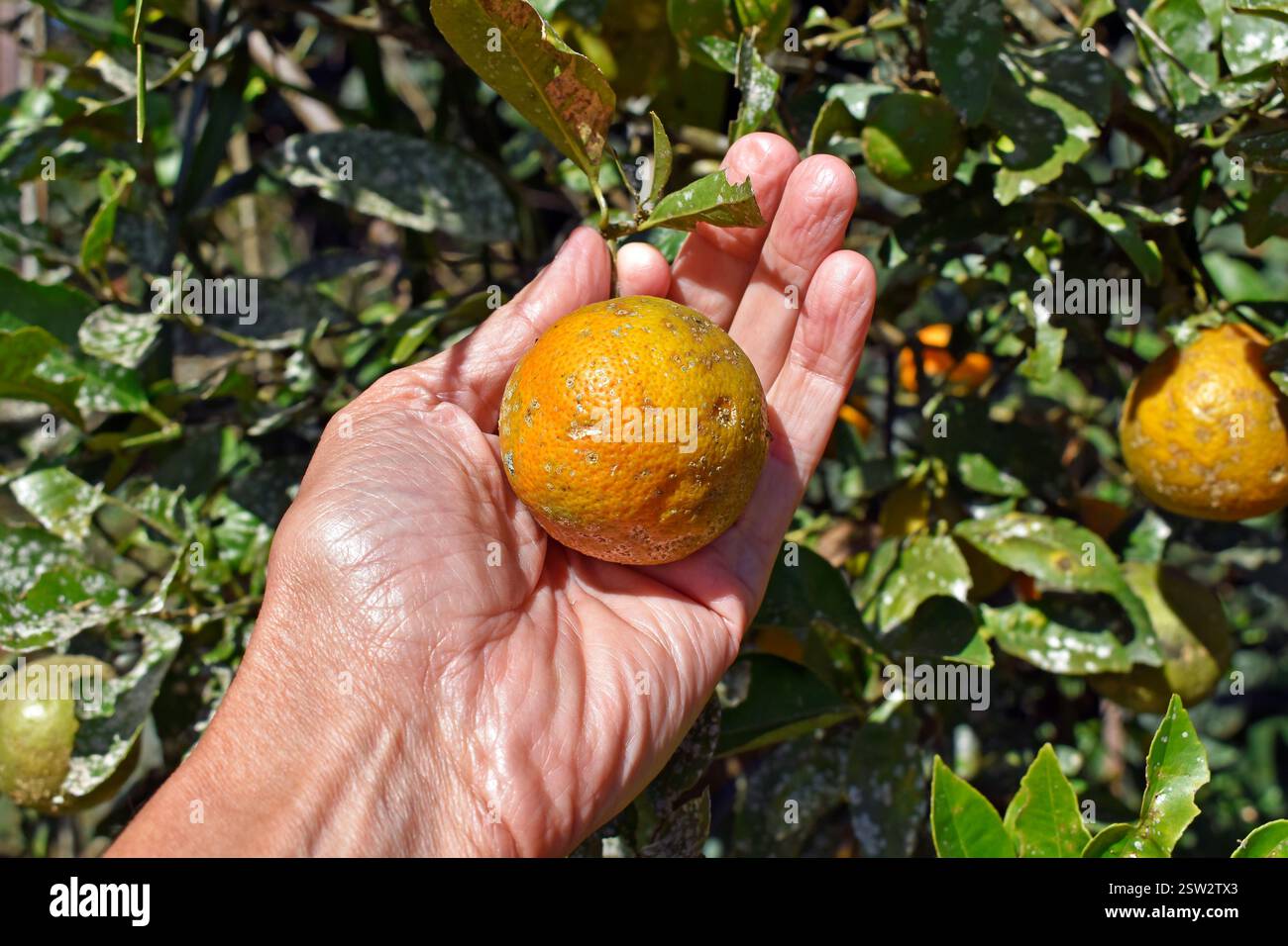 Rangpur fruit on hand (Citrus × limonia or Citrus reticulata × medica ...