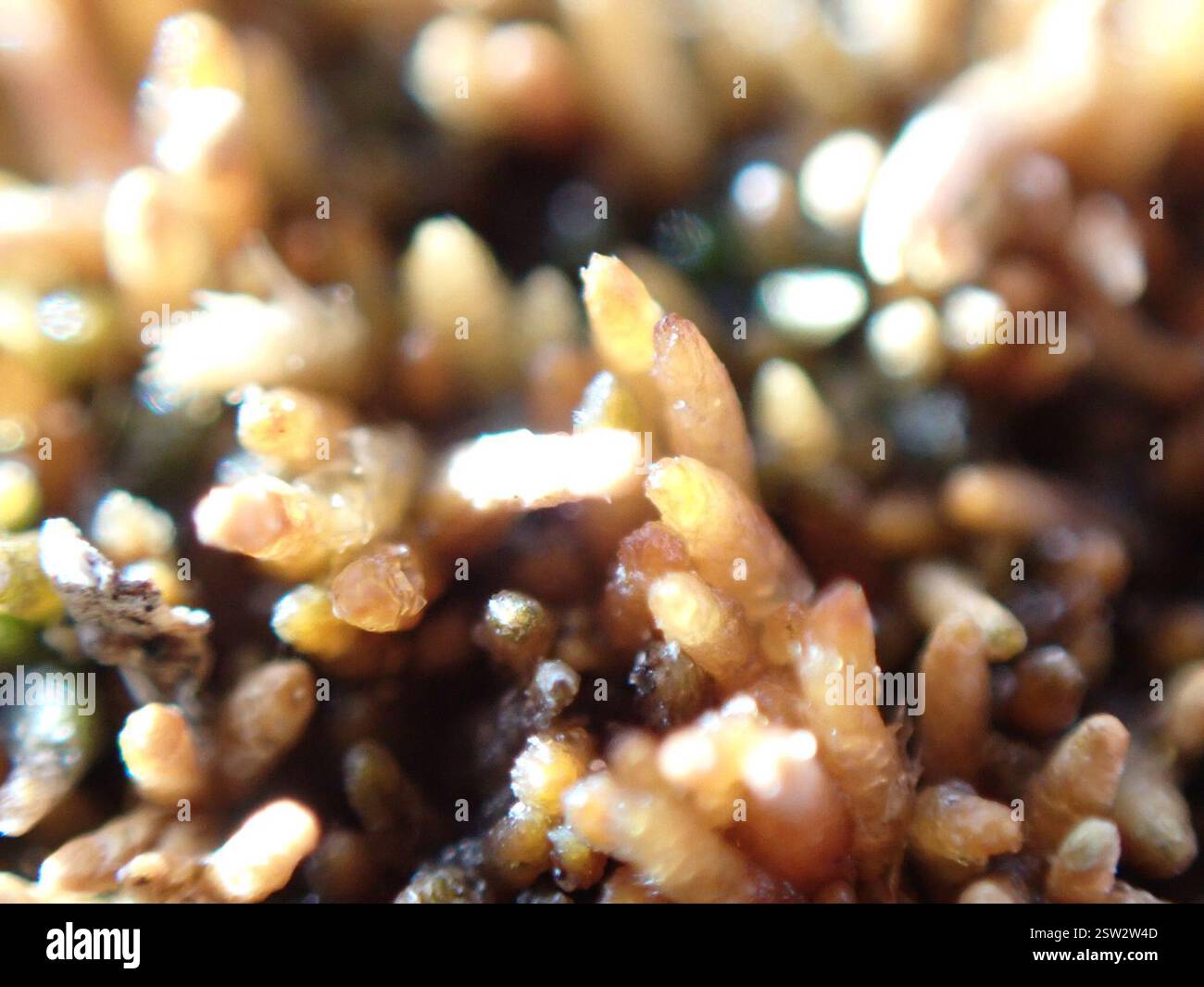 Elegant Beaked Moss (Eurhynchiastrum pulchellum), Plantae, Stikine ...