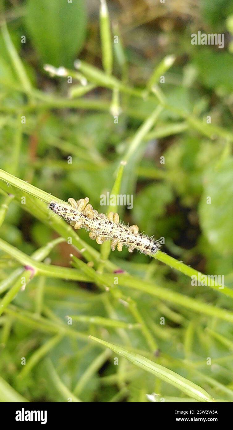Cabbage White Parasitoid Wasp (Cotesia glomerata), Insecta, Chalk Farm ...
