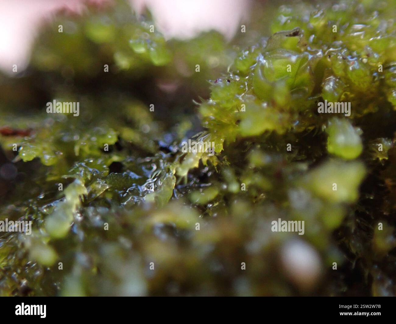 (Cephaloziaceae), Plantae, Yukon, Canada, On vertical mud walls of ...