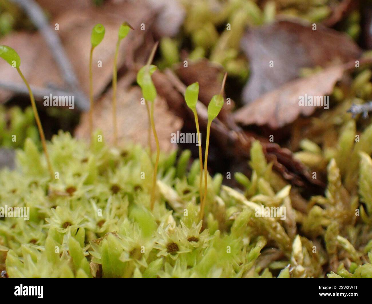 Turgid Aulacomnium Moss (Aulacomnium turgidum), Plantae, Yukon, Canada ...