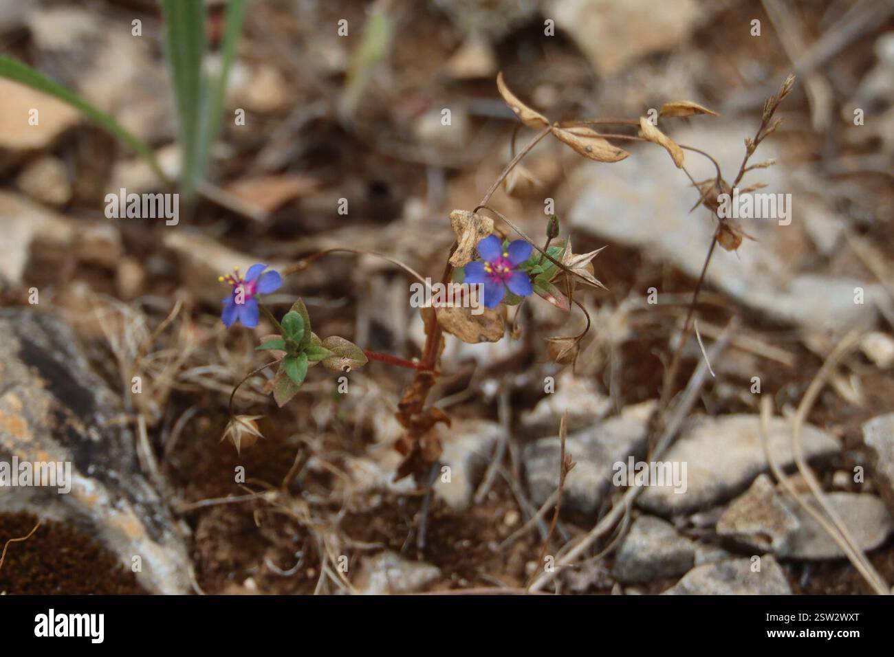 Foemina Blue Pimpernel (Lysimachia foemina), Plantae, Vis, Splitsko ...