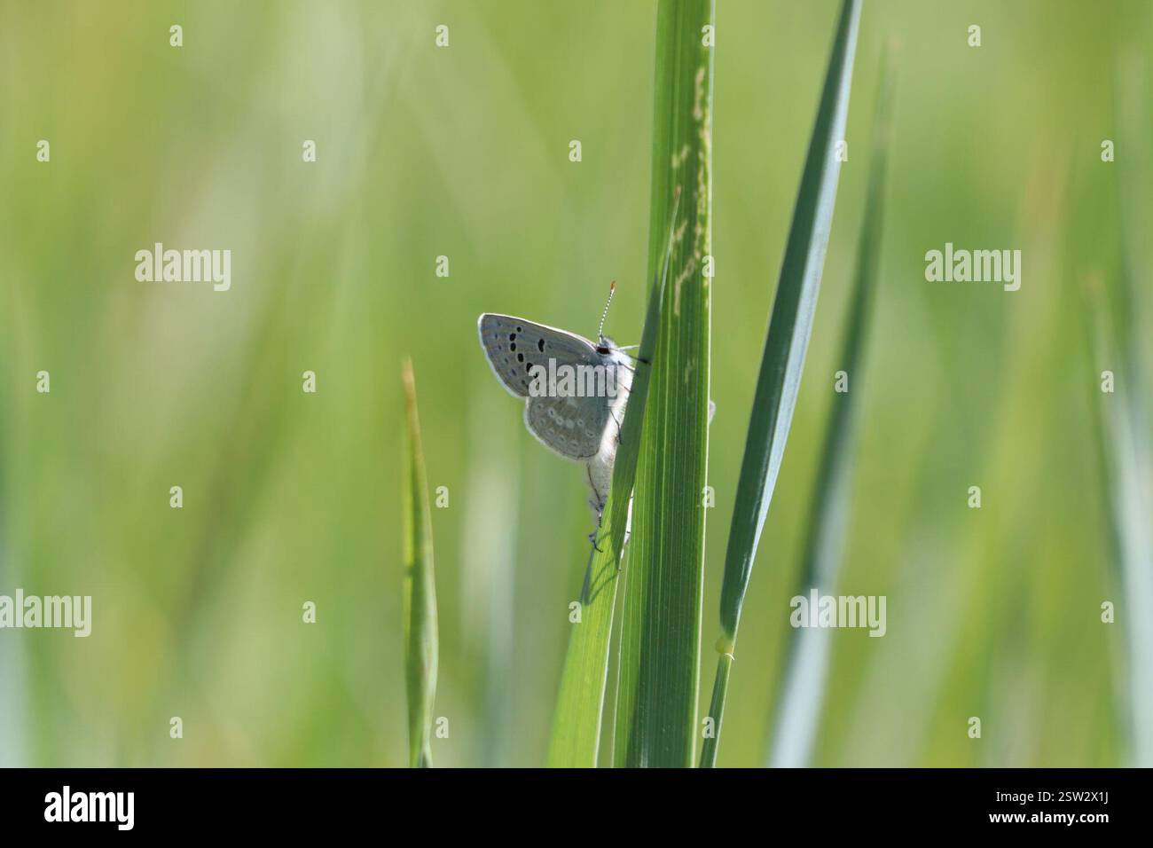 Boisduval's Blue (Icaricia icarioides), Insecta, Okanagan-Similkameen ...