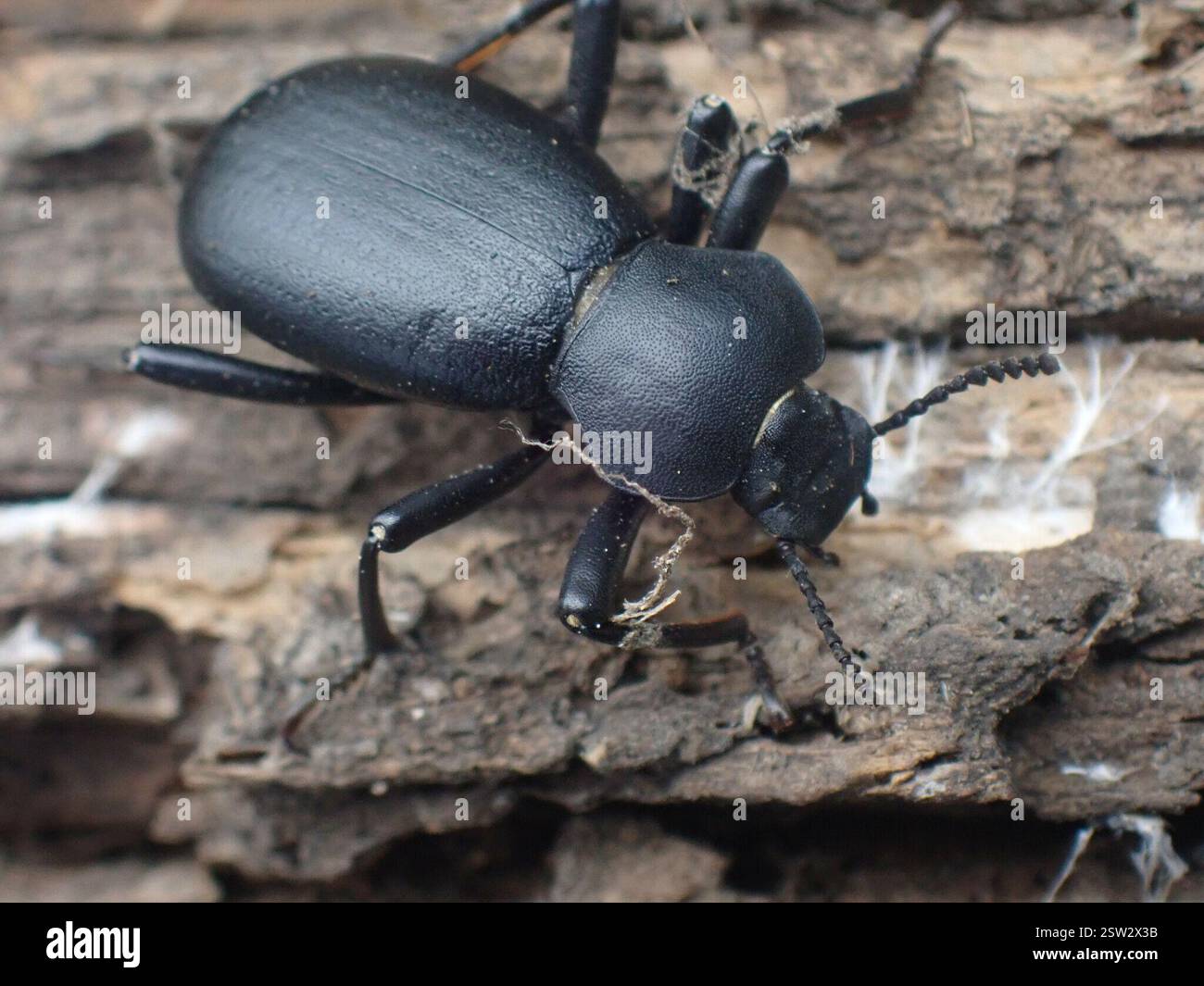 California Broad-necked Darkling Beetle (Coelocnemis dilaticollis ...