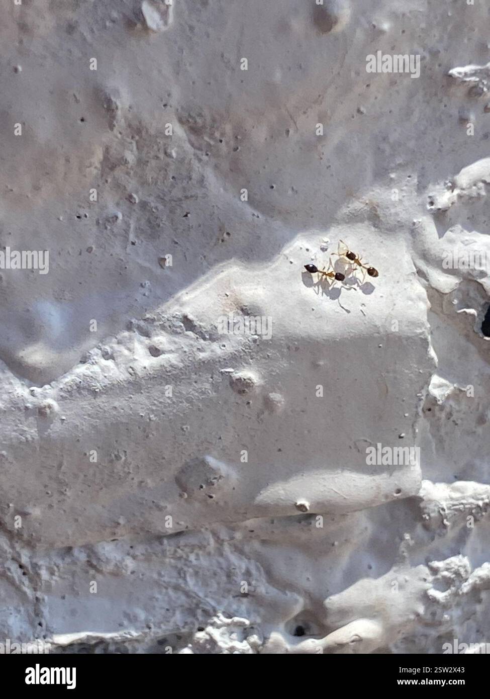 Flower Ant (Monomorium floricola), Insecta, Isla Cozumel, Cozumel ...