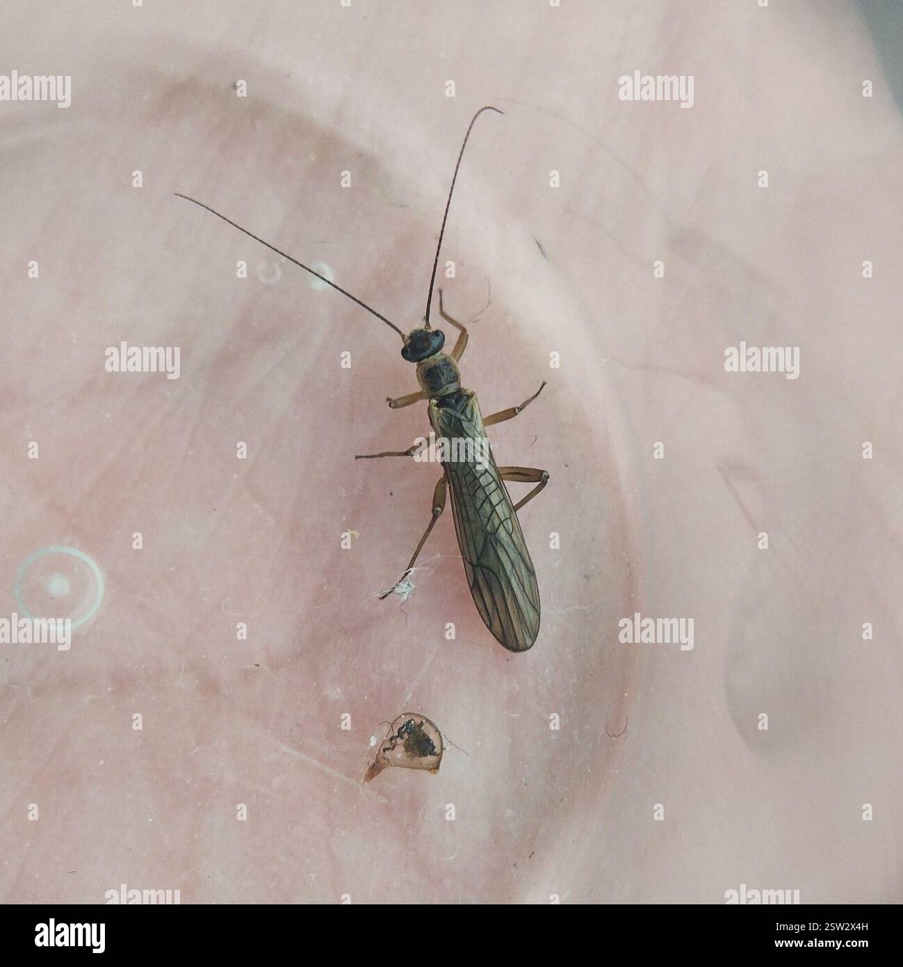 Forestflies (Nemouridae), Insecta, Kosanin dol, Pancharevo, Bulgaria ...