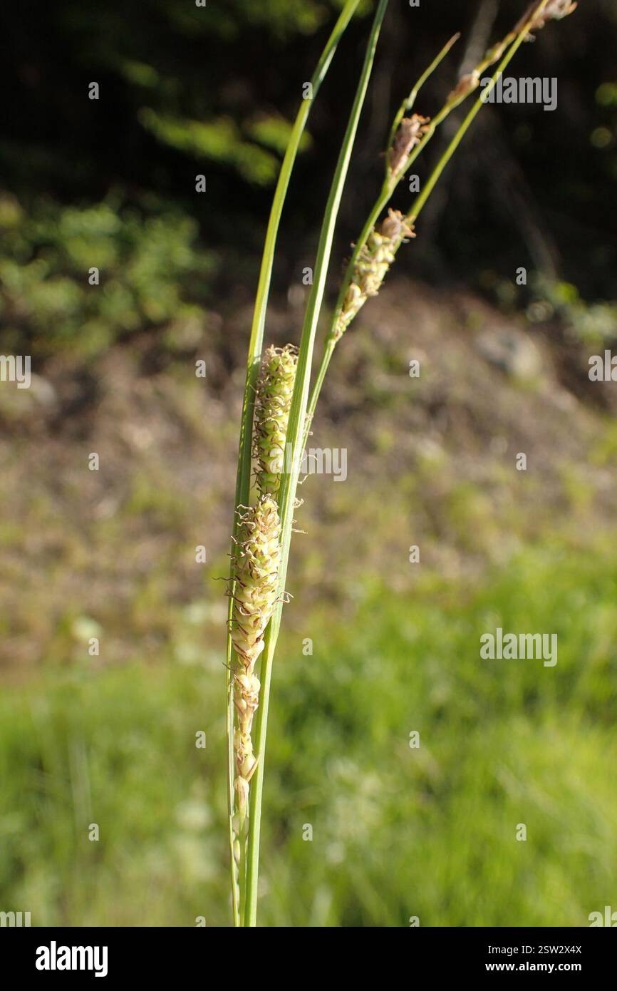 true sedges (Carex), Plantae, Lenore Lake Rd, Neebing, ON, CA Stock ...