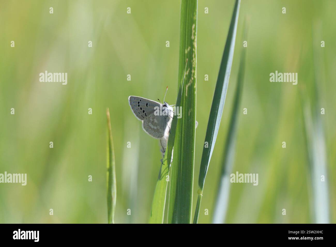 Boisduval's Blue (Icaricia icarioides), Insecta, Okanagan-Similkameen ...