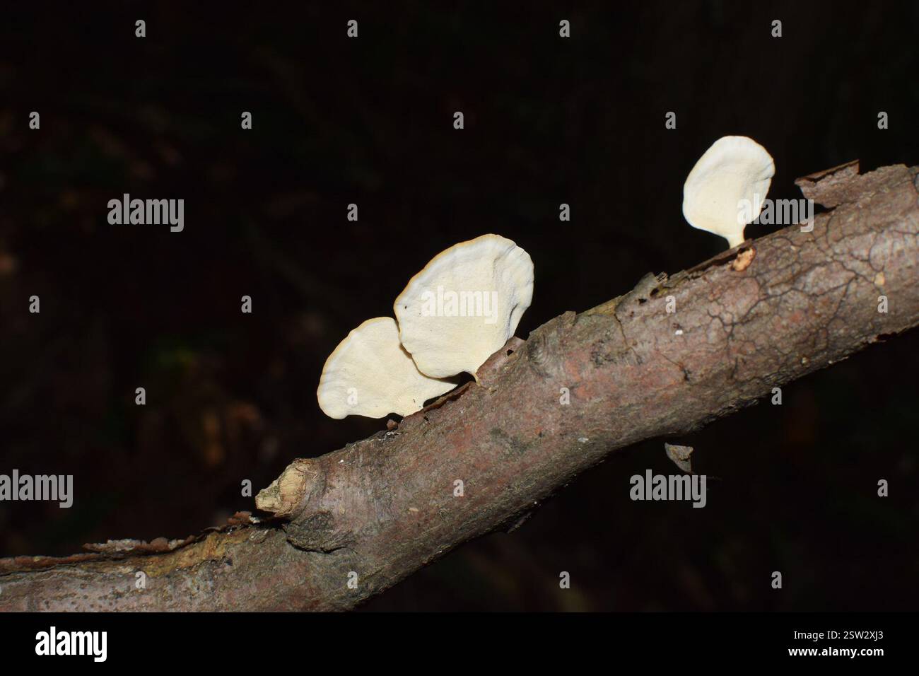 yellow stemmed micropore (Microporus xanthopus), Fungi, 中国浙江省杭州市临安区 ...