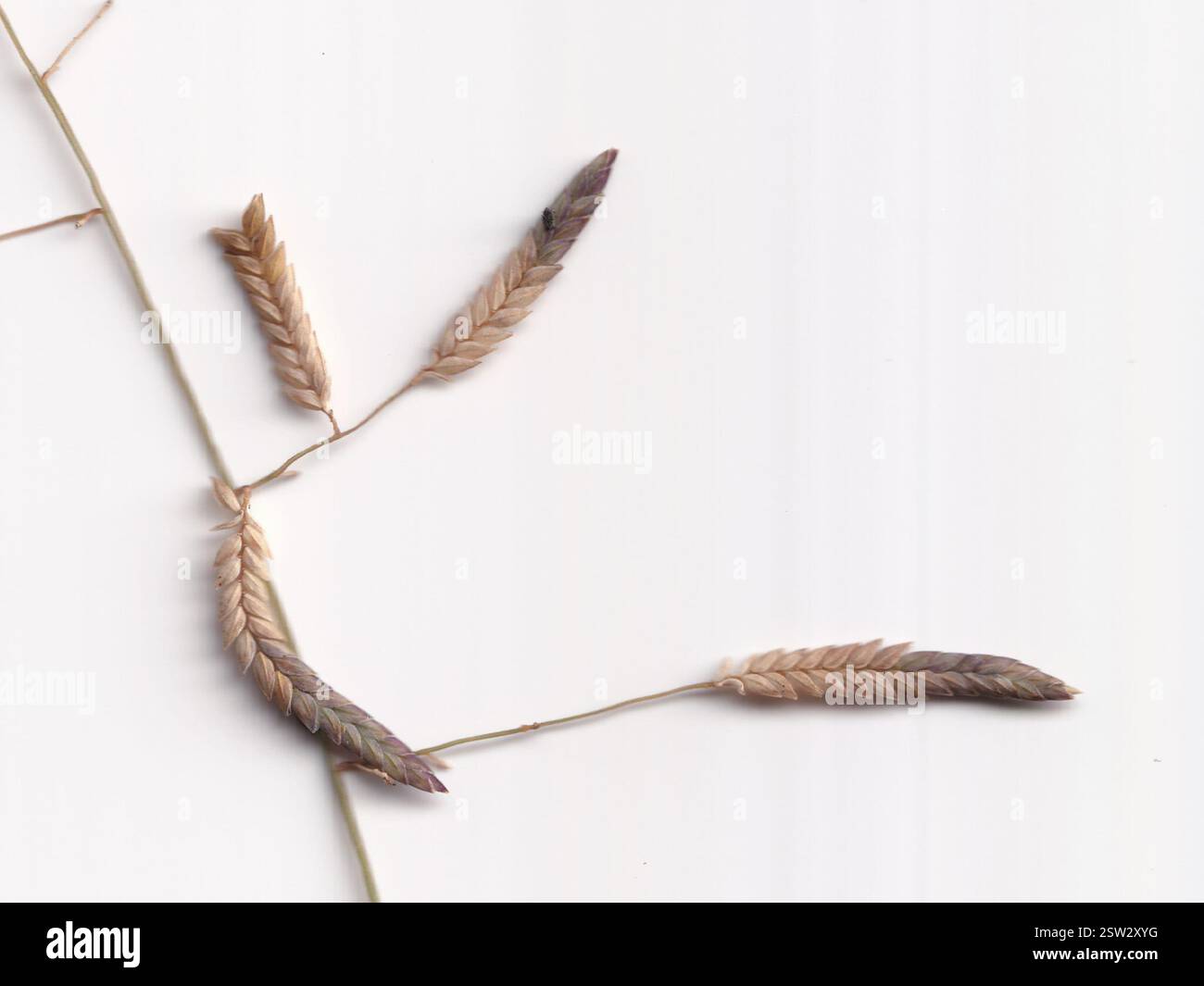 Brown's love grass (Eragrostis brownii), Plantae, Dungog NSW 2420 ...
