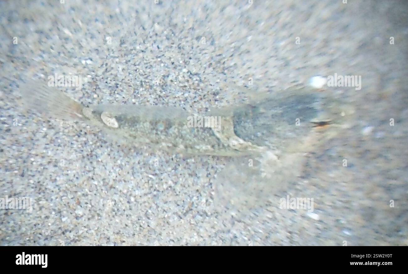 Tidepool Sculpin (Oligocottus maculosus), Actinopterygii, Tolovana Park ...