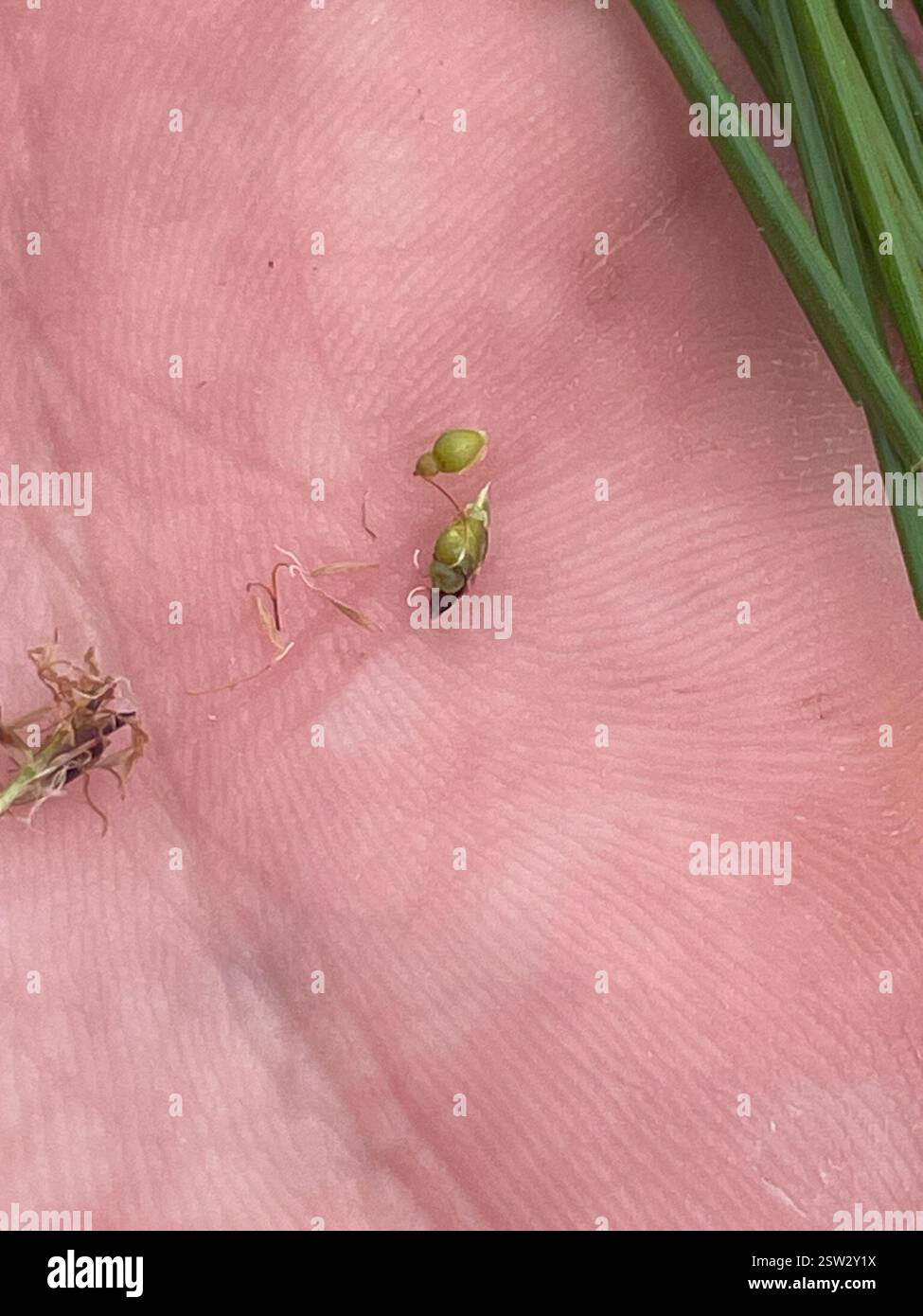 Soft stem spikerush hi-res stock photography and images - Alamy