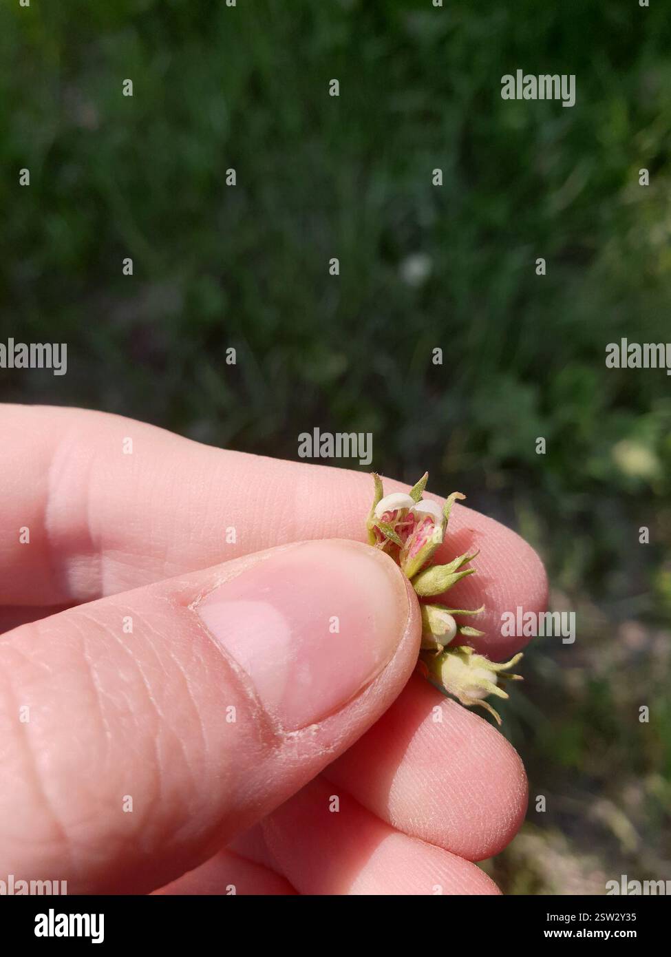dotted hawthorn (Crataegus punctata), Plantae, comté de Middlesex, ON ...