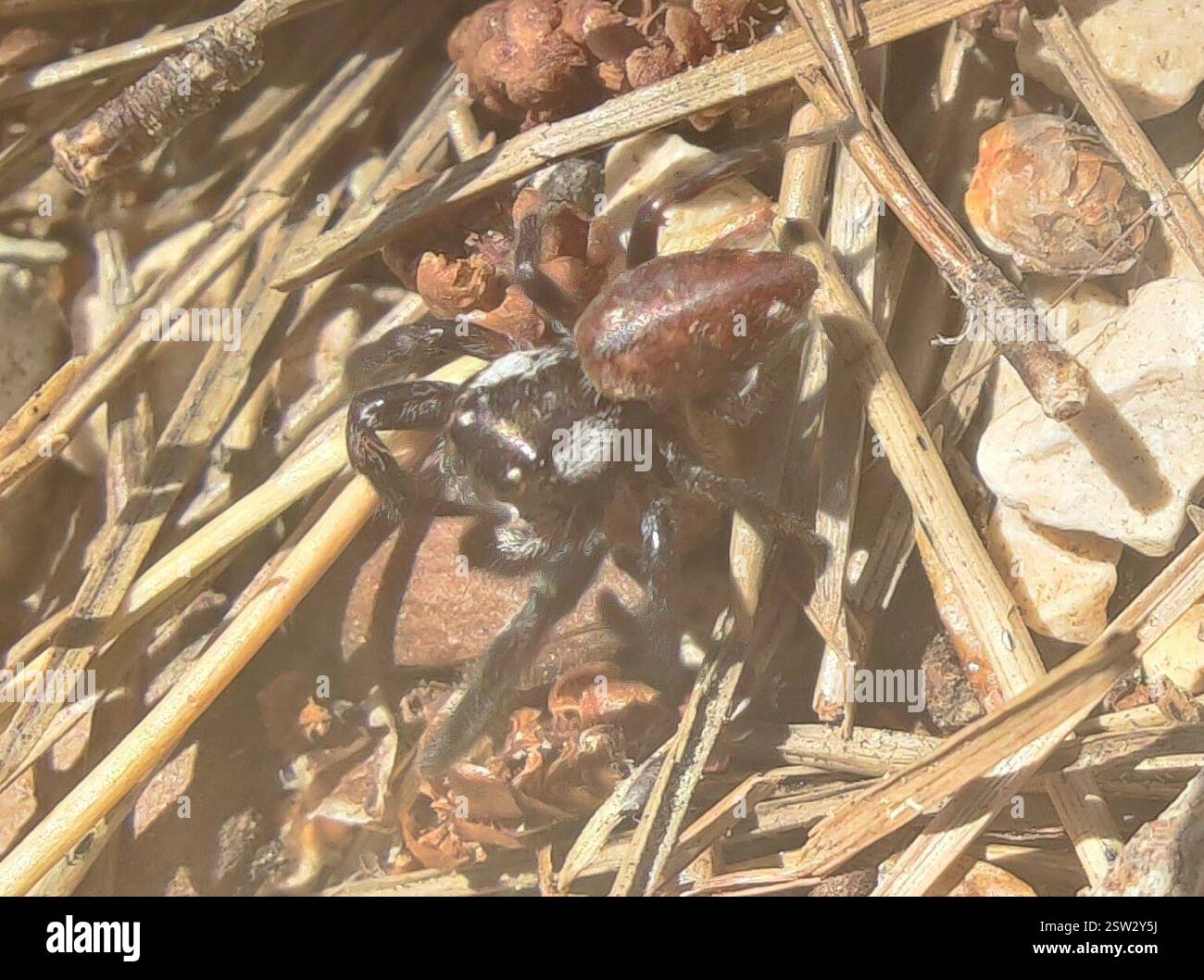 Mediterranean white-banded spider (Evarcha jucunda), Arachnida ...