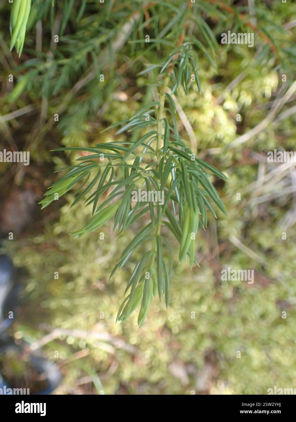 common juniper (Juniperus communis), Plantae, Thompson-Nicola, BC ...