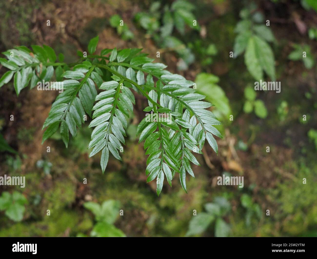 Vessel Fern (Angiopteris lygodiifolia), Plantae, 台灣台北 Stock Photo - Alamy
