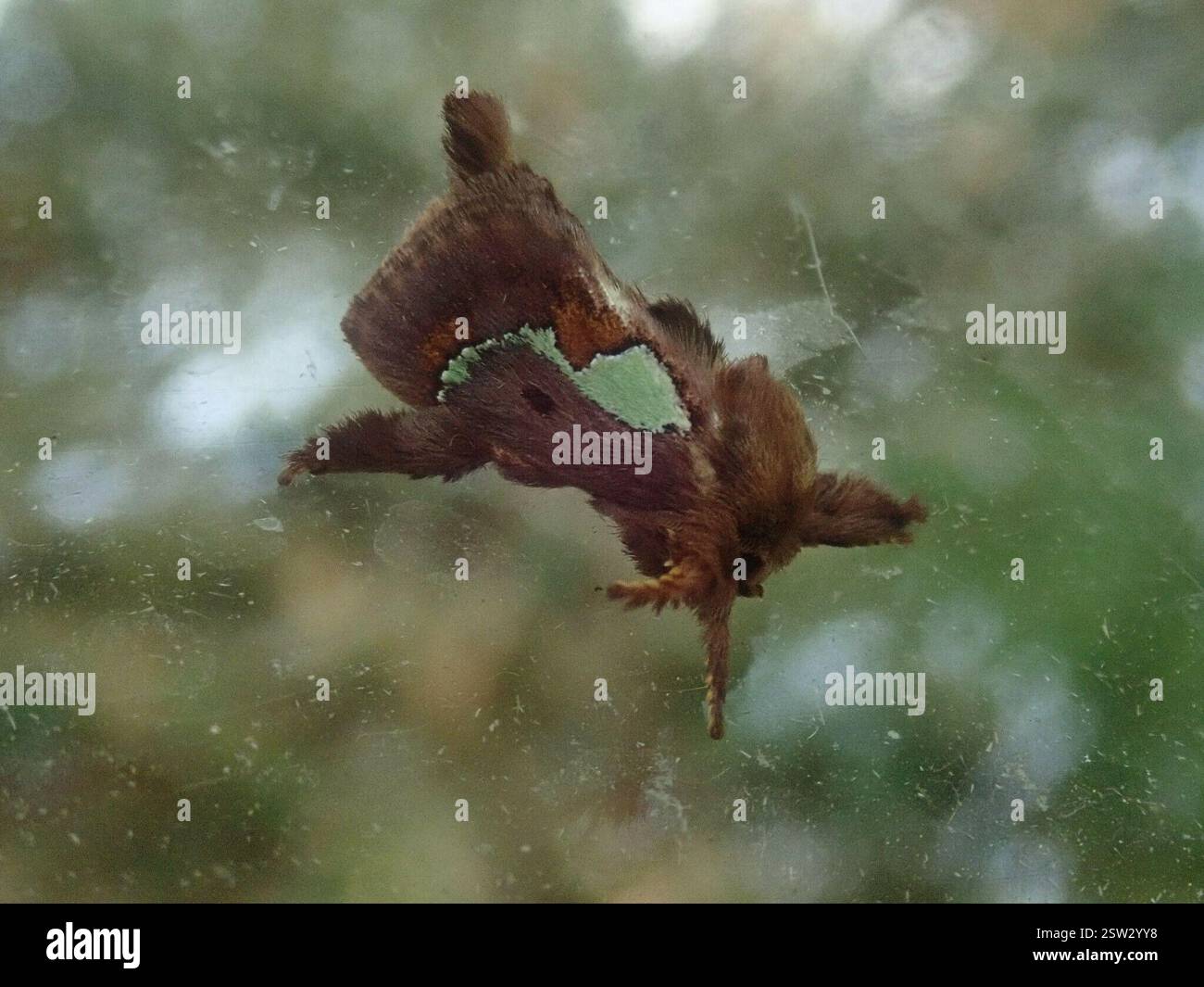 Spiny Oak-slug Moth (Euclea delphinii), Insecta, New Salem, MA, USA ...