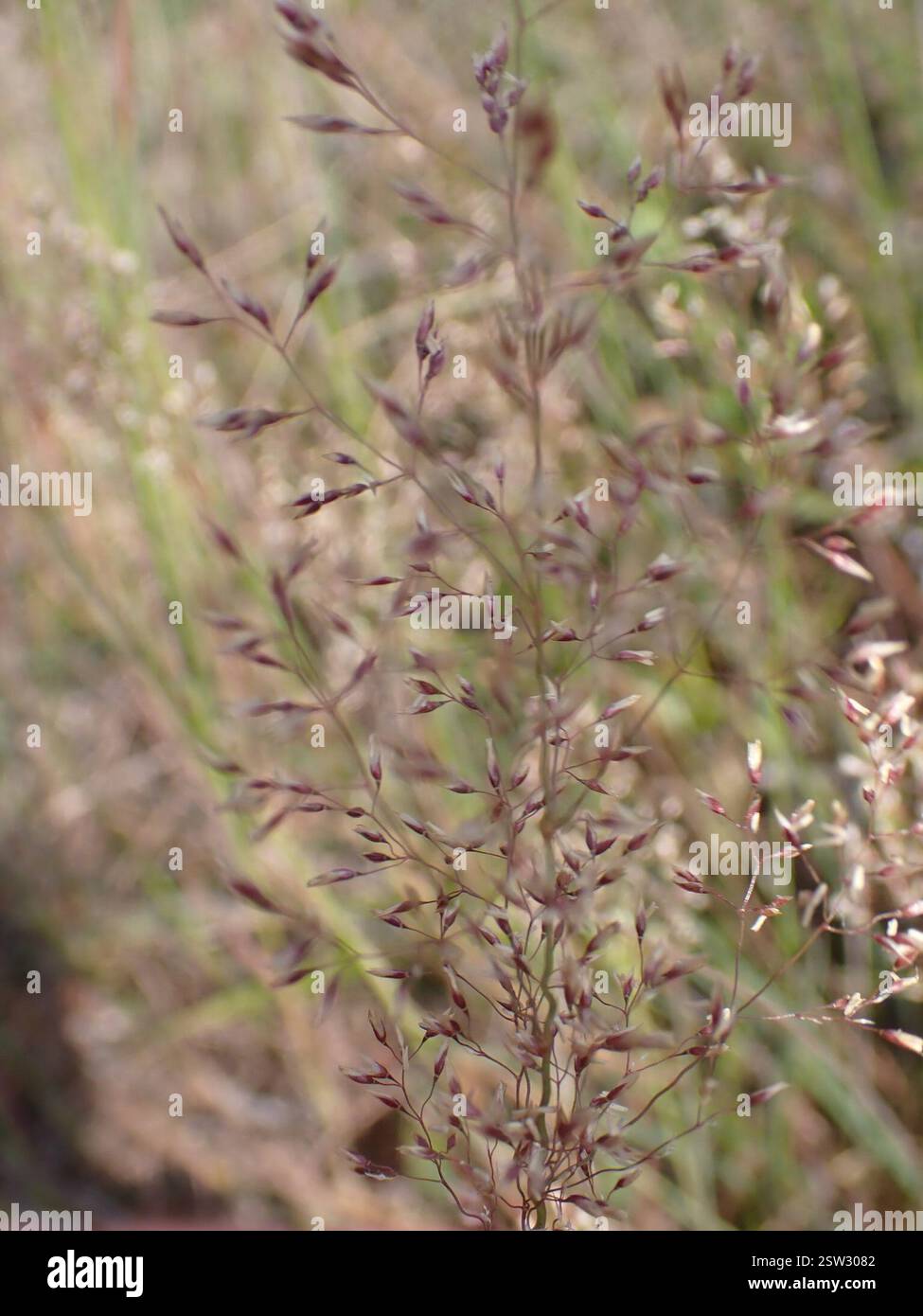 (Poeae), Plantae, Utrechtse Heuvelrug National Park, Leersum, Utrecht ...