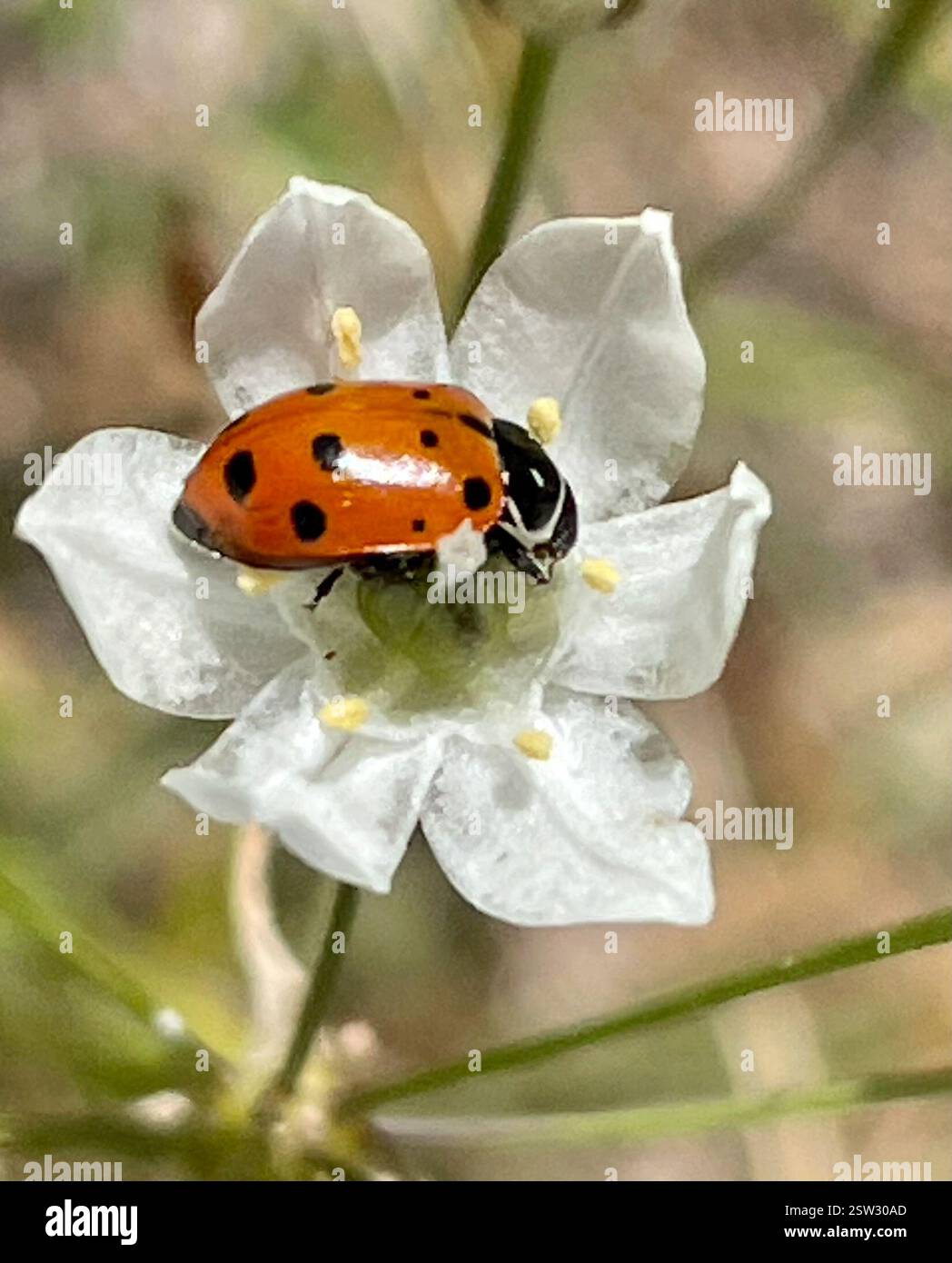 Convergent Lady Beetle (Hippodamia convergens), Insecta, Fort Ord ...