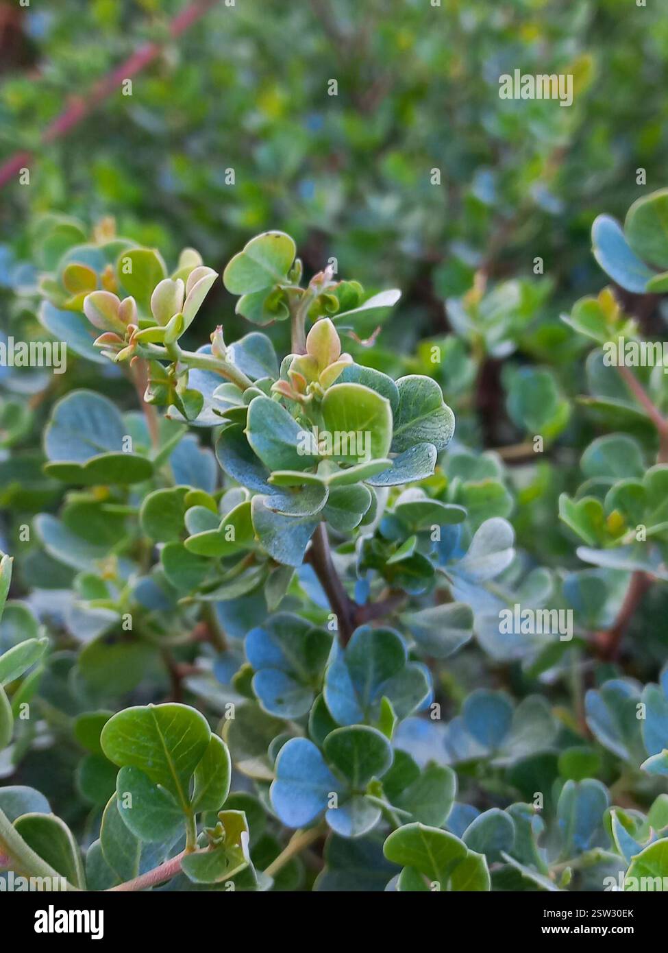 Blue Kunibush (Searsia glauca), Plantae, Mitchells Plain, Cape Town ...