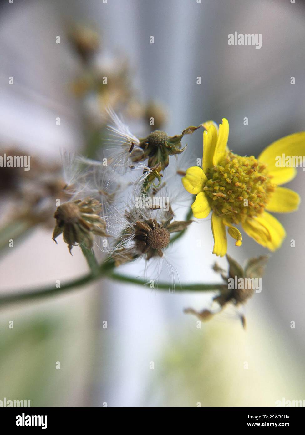 Bilabiate hi-res stock photography and images - Alamy