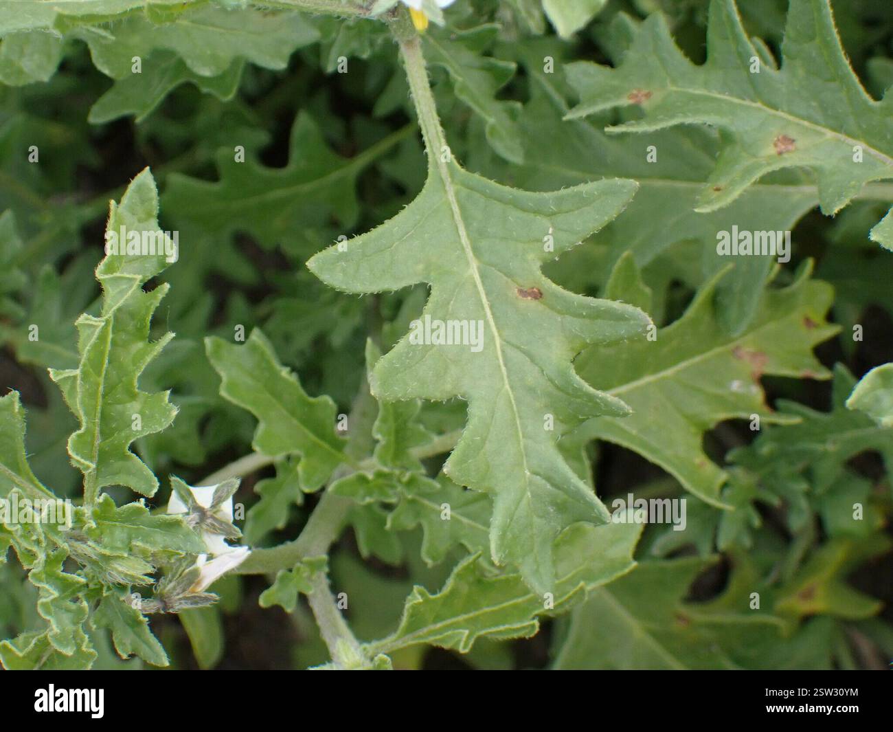 Cutleaf Nightshade (Solanum triflorum), Plantae, Val Marie No. 17, SK ...