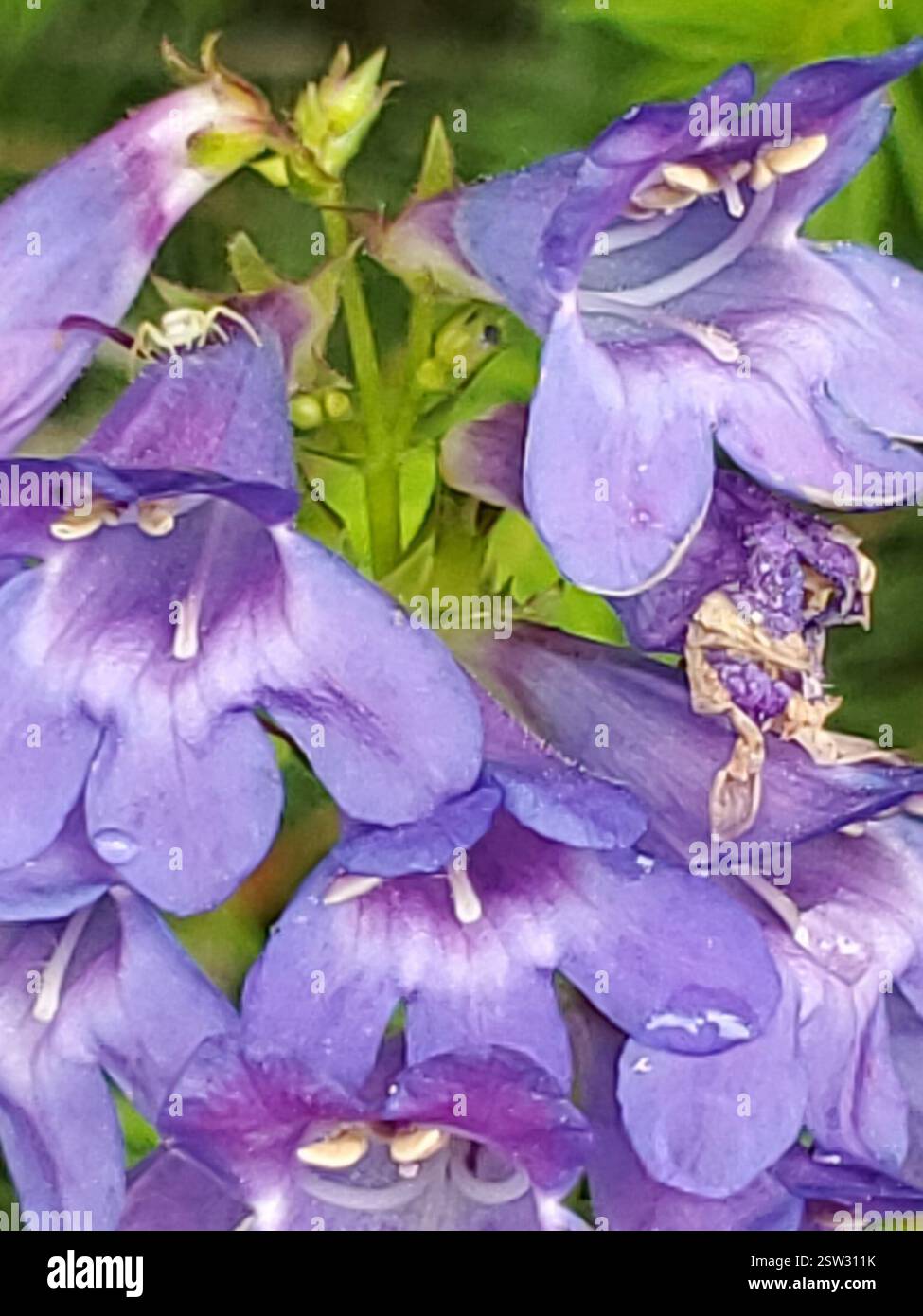 Blue beardtongue (Penstemon cyaneus), Plantae, Fergus County, MT, USA ...