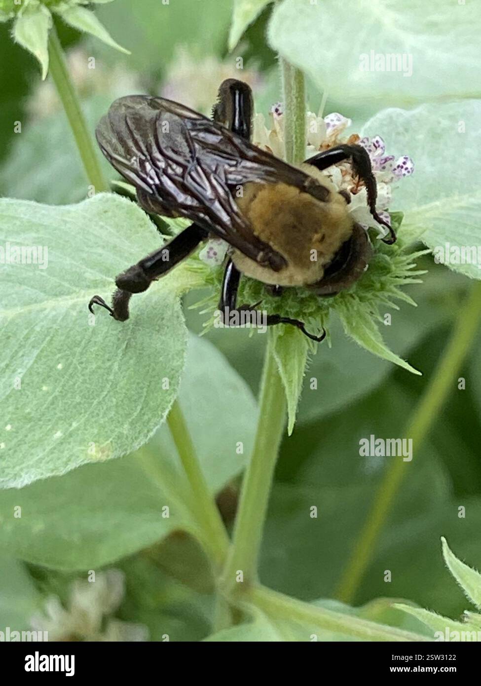Hibiscus Turret Bee (Ptilothrix bombiformis), Insecta, Magnolia Ave ...